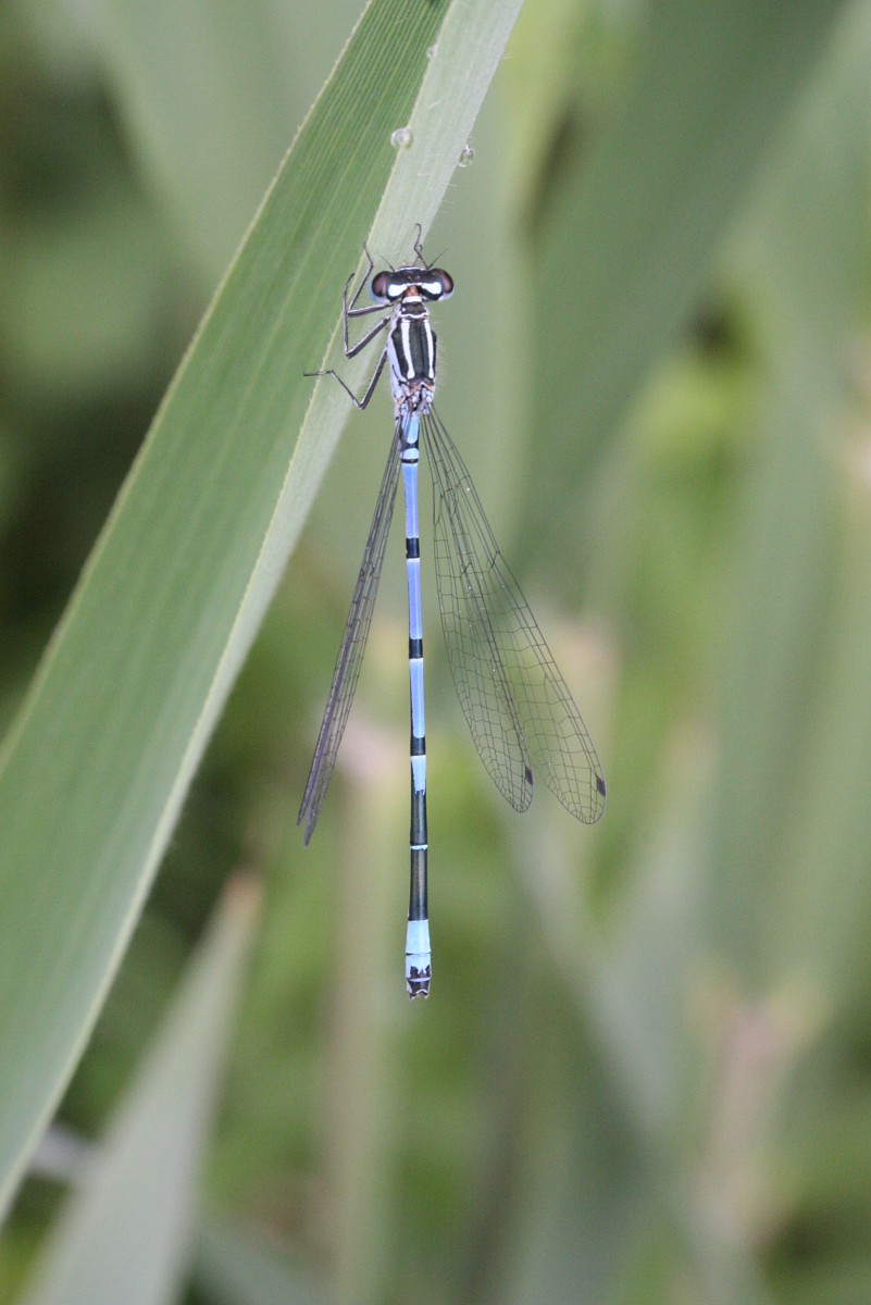 Coenagrion puella, Azure Damselfly